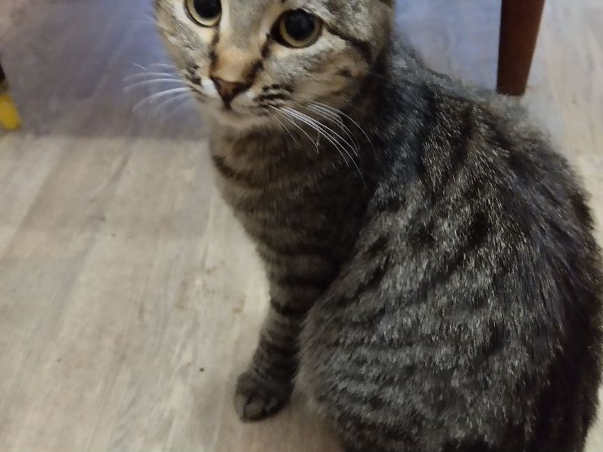 Кошка