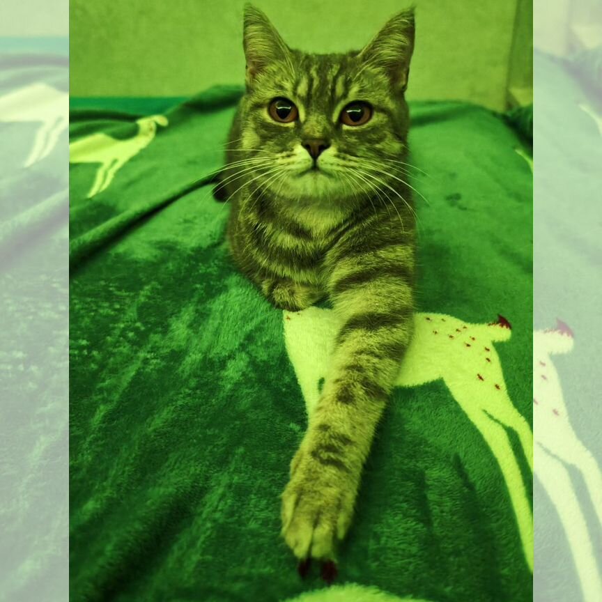 Котёнок в добрые руки