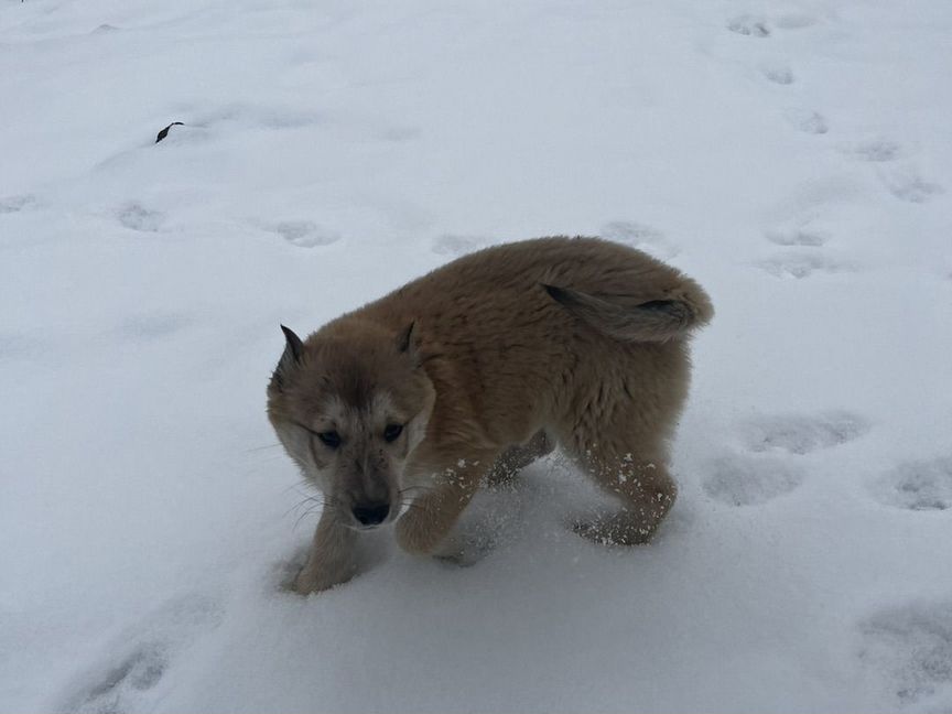 Западно сибирская лайка