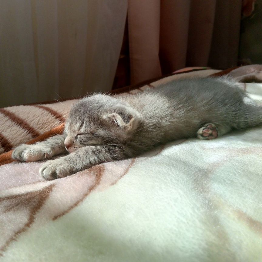 Шотландский вислоухий короткошёрстный котёнок