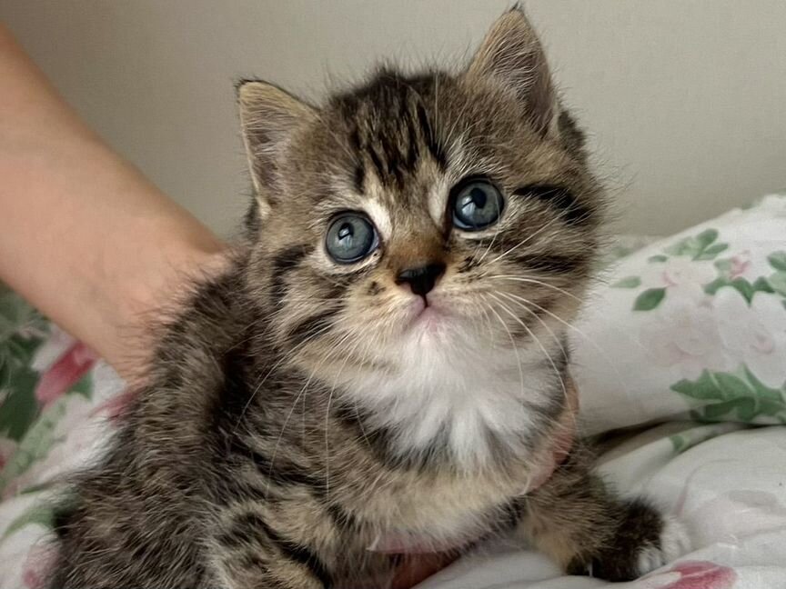 Котенок девочка сибирская кошка