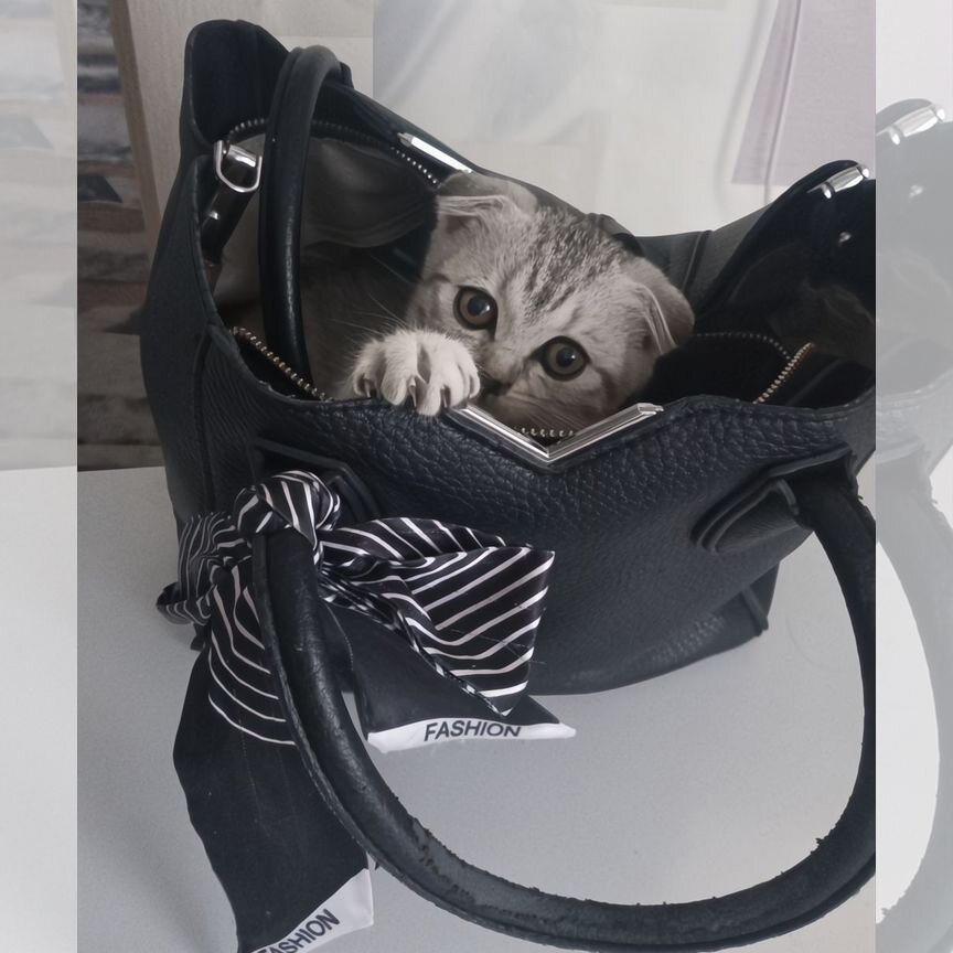 Шотландский вислоухий короткошёрстный котёнок