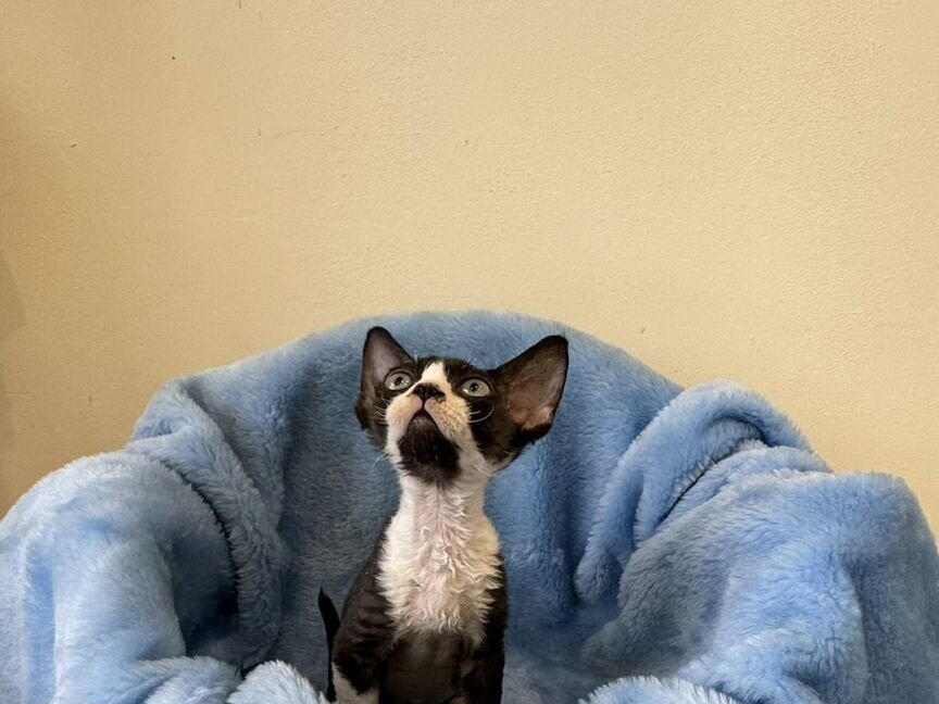 Девон-рекс мальчик красавчик