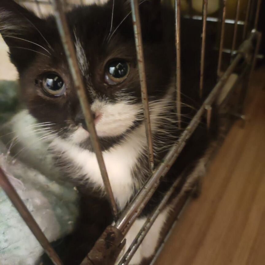 Котенок. Милая котишка