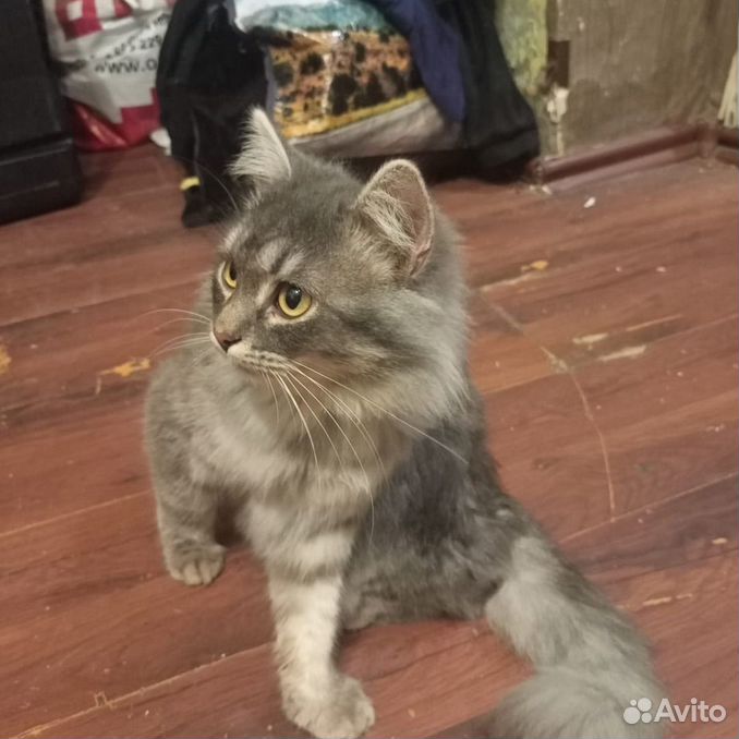 Котик Компот в добрые руки