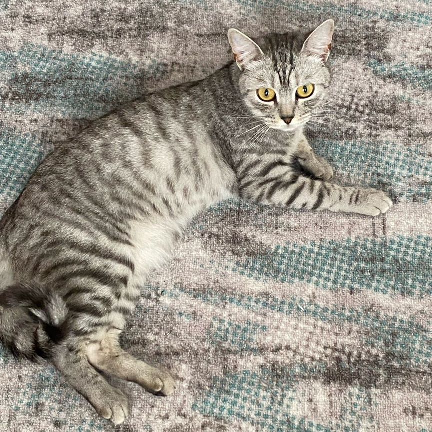Шотландская прямоухая короткошёрстная, взрослая кошка