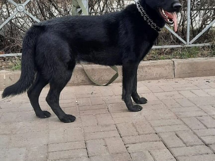 Собаки щенки восточно-европейская овчарка