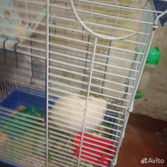 Крыска ручная