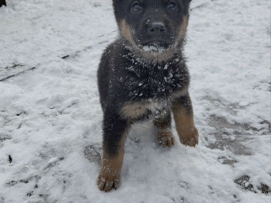 Щенки немецкой овчарки бесплатно