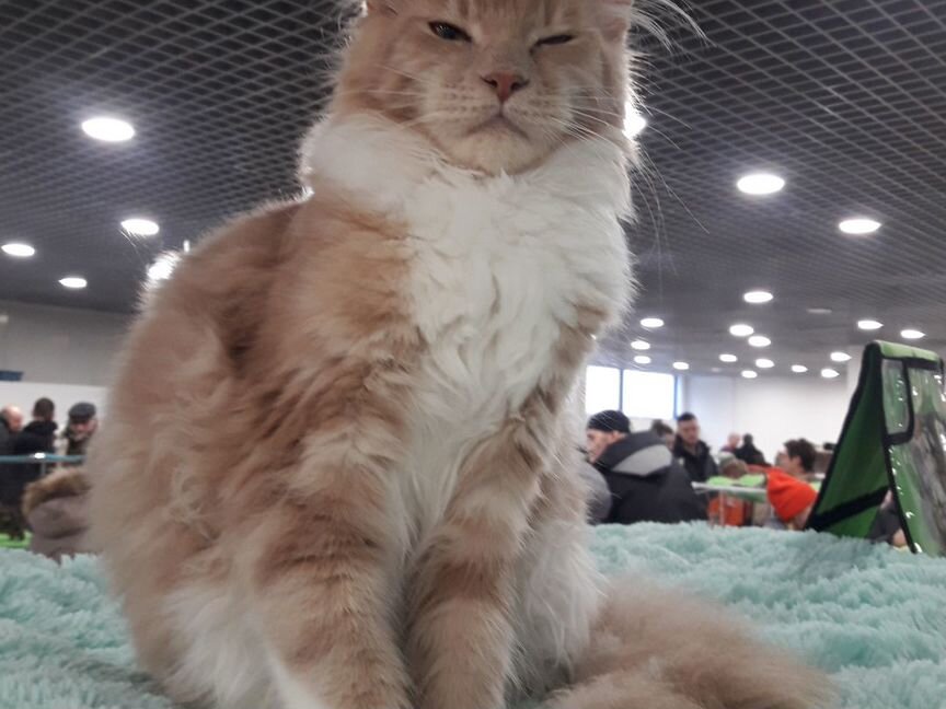 Девочка 6 месяцев мейн-кун