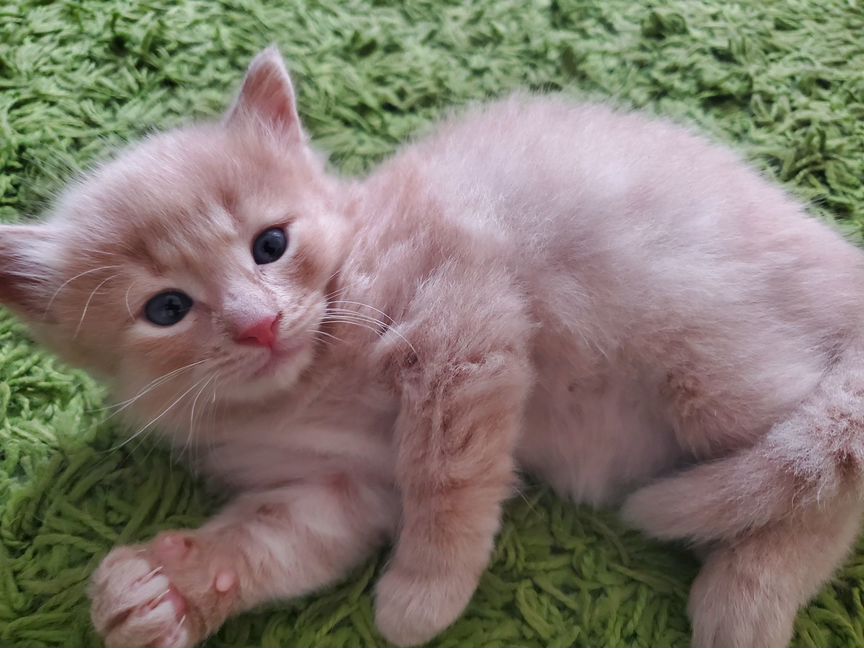 Котенок (котик) 1 мес