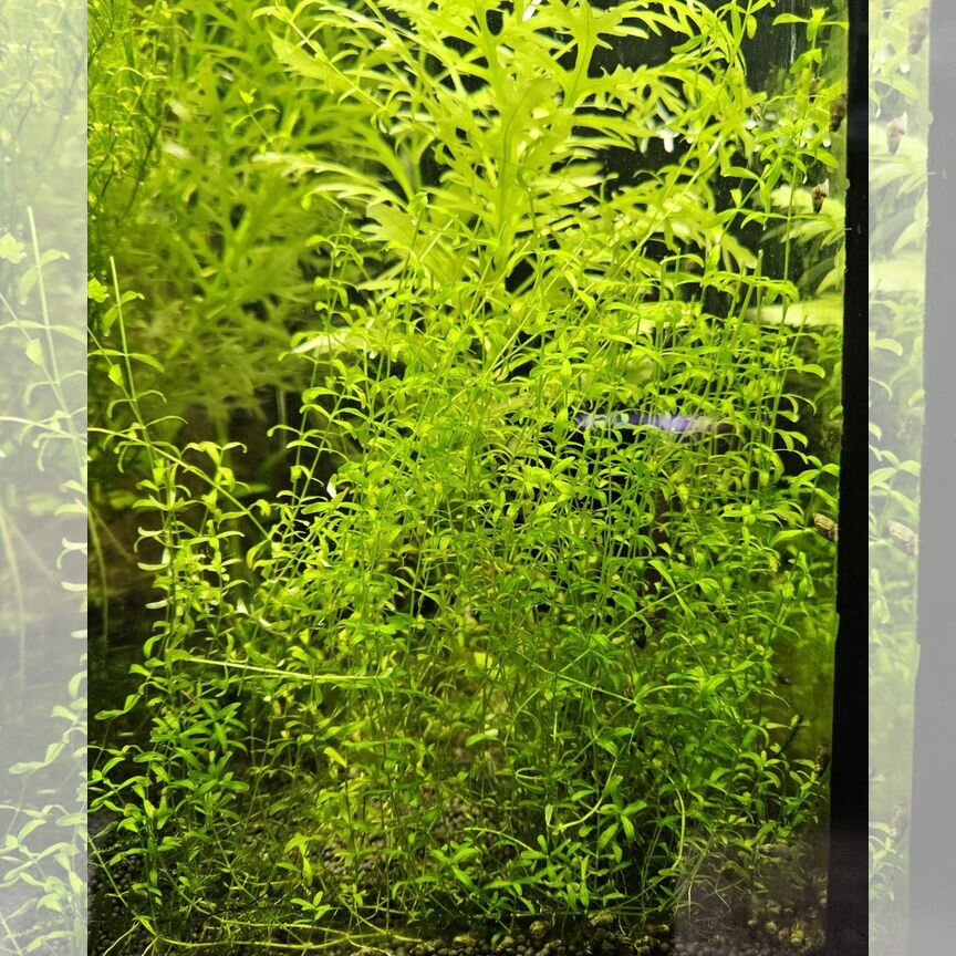 Растения для аквариума