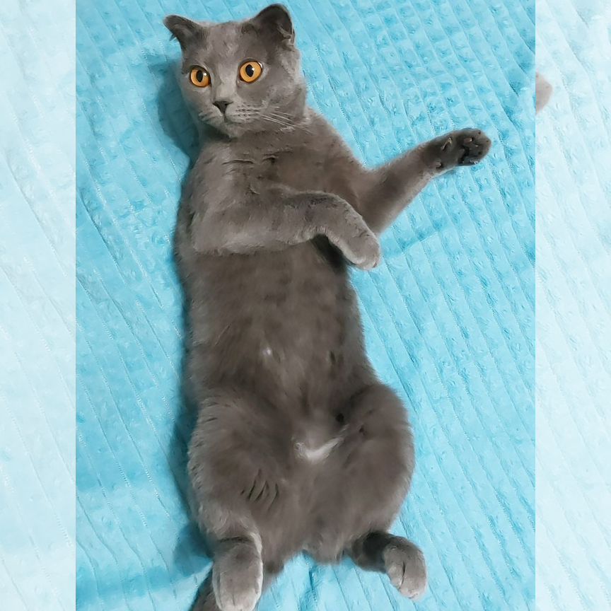 Британская короткошёрстная кошка, взрослая