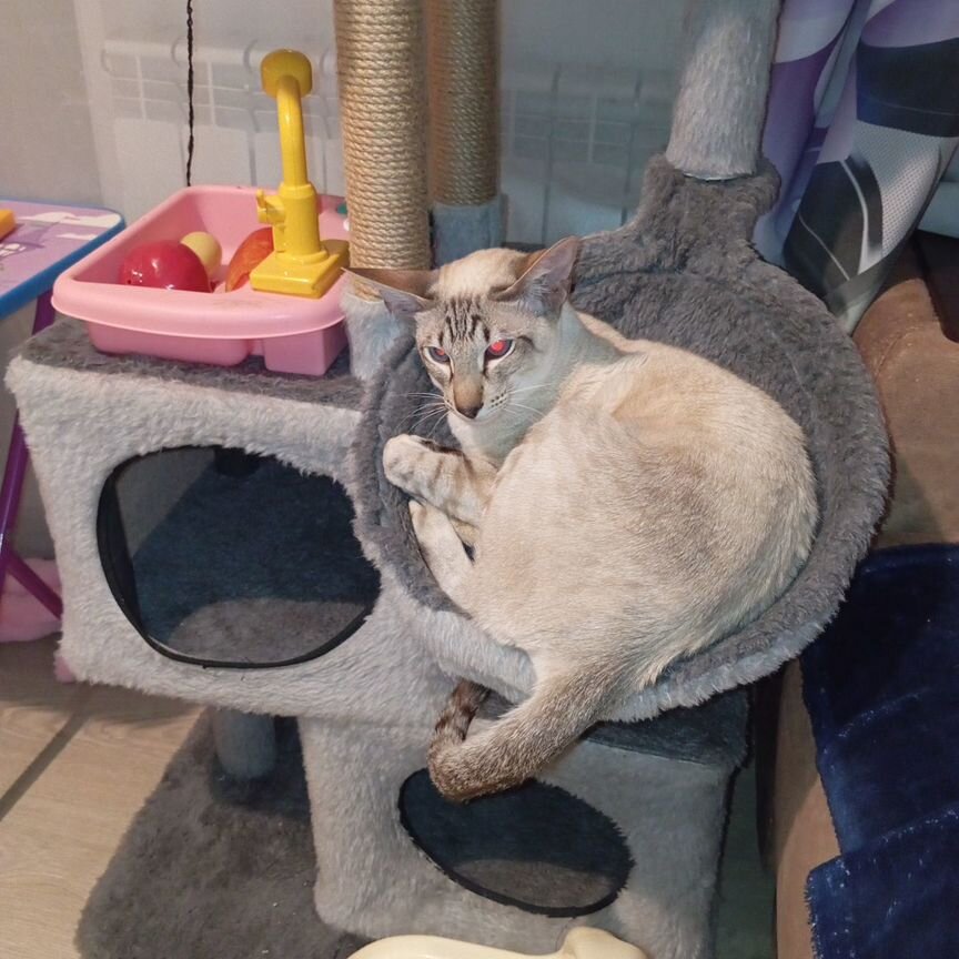 Отдам даром кота