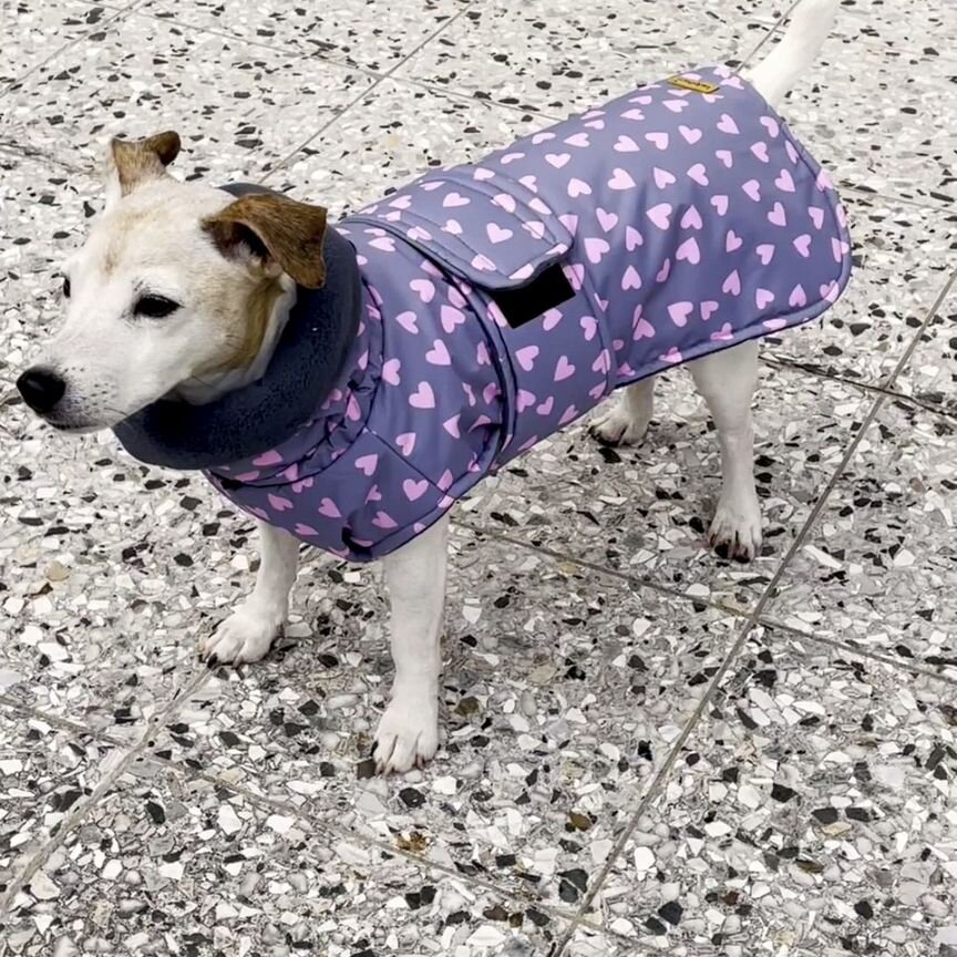 Попона для таксы, маленькой собаки