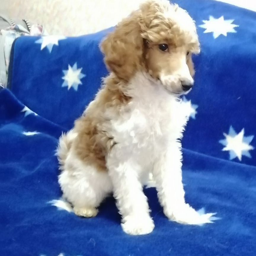 Пудель, щенок