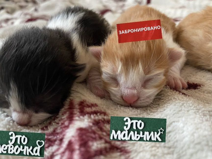 Котята в добрые руки