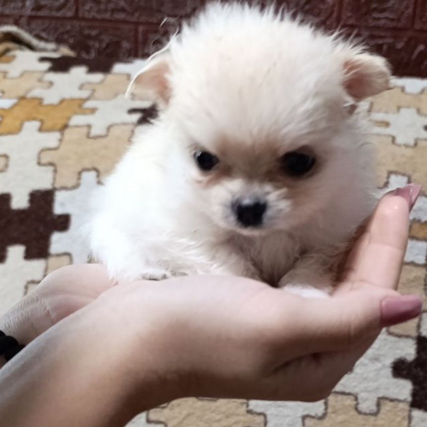 Немецкий шпиц, щенок