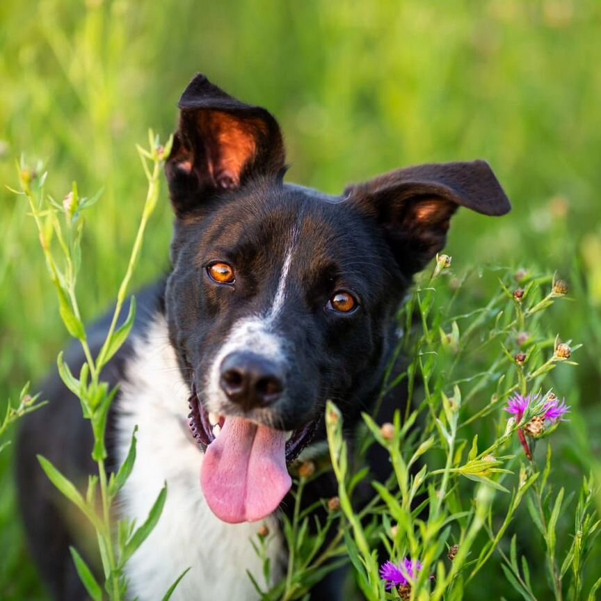 Собака в добрые руки