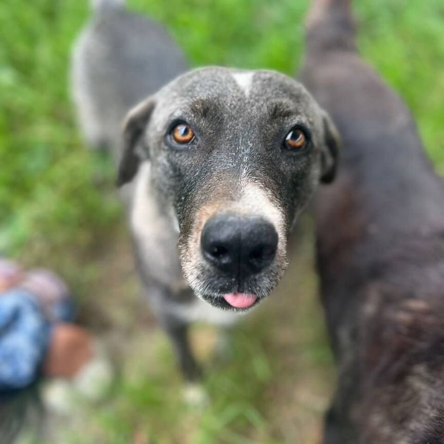 Сера хочет любви