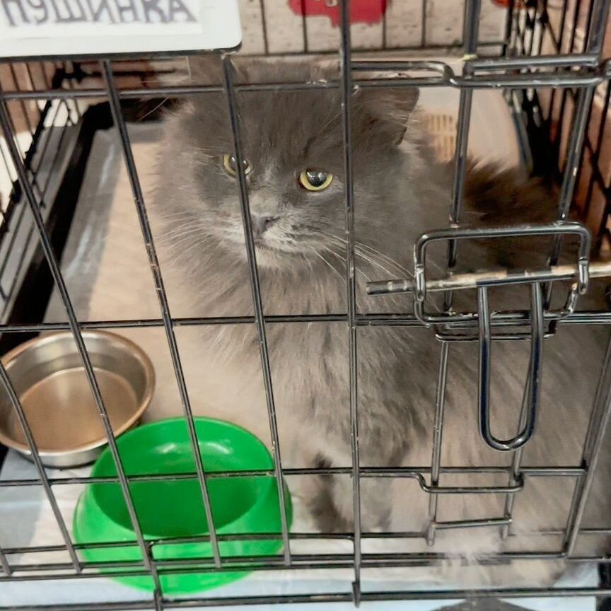 Кошка Пушинка ищет дом