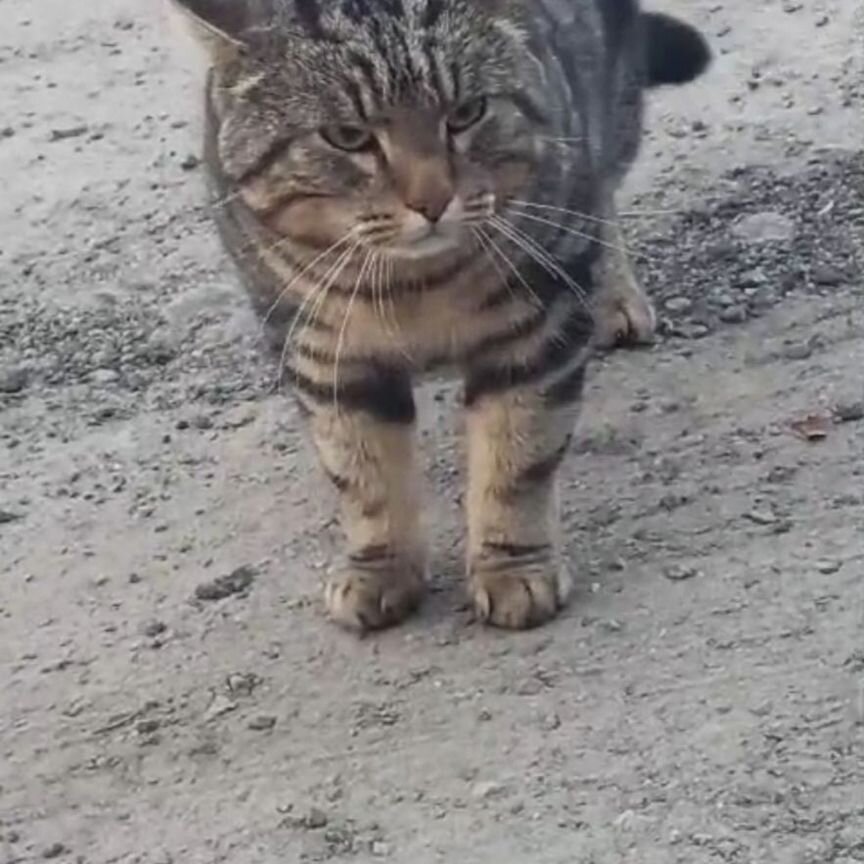 Брутальный кот