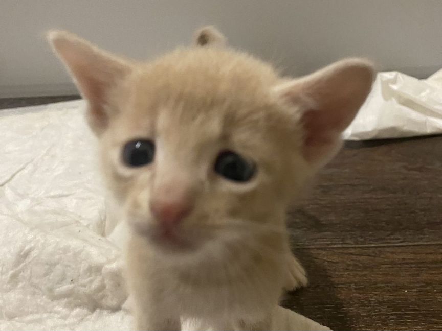 Котята в добрые руки приучены к лотку