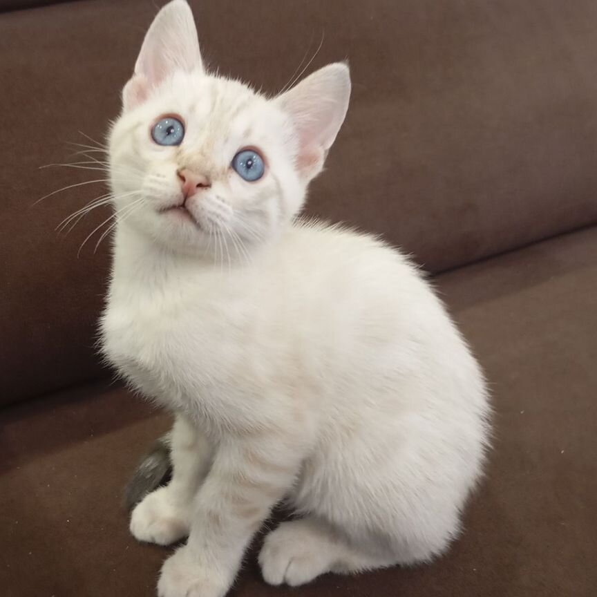 Котята бенгалы