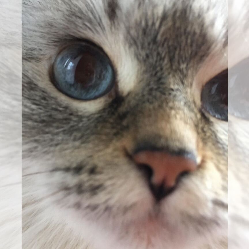 Невская маскарадная кошка, взрослая