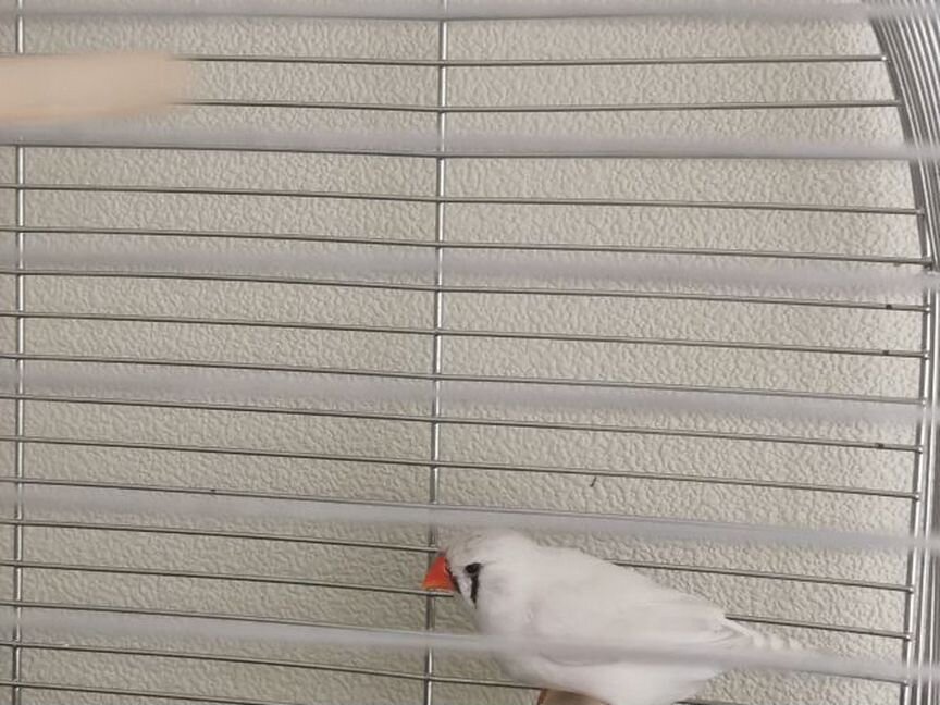 Самка зебрового амадина бесплатно