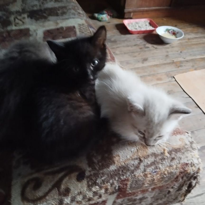 Дачные котята