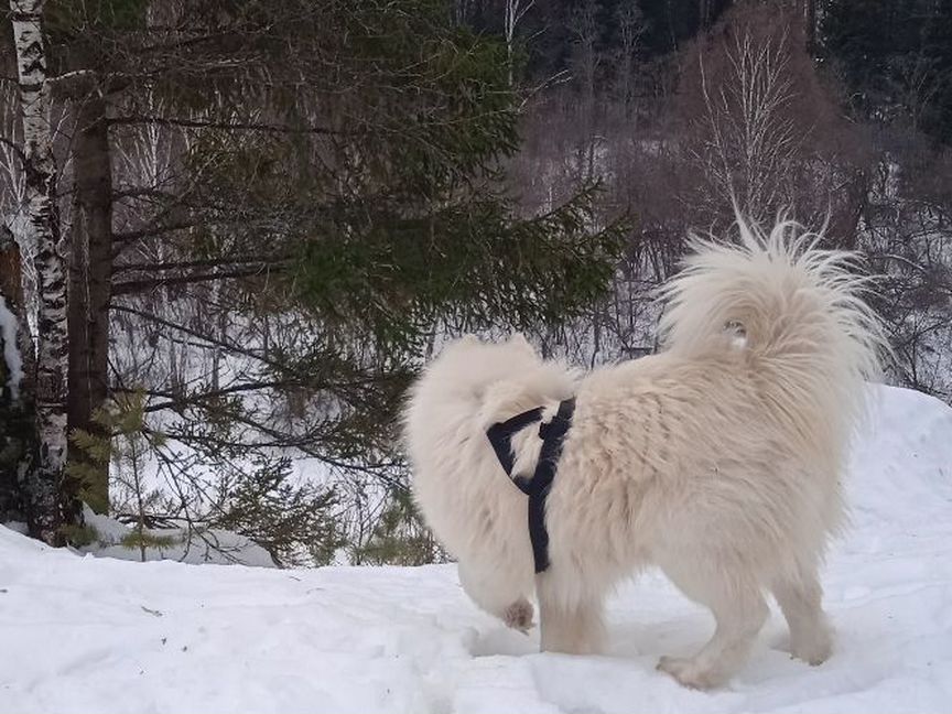 Вязка самоед