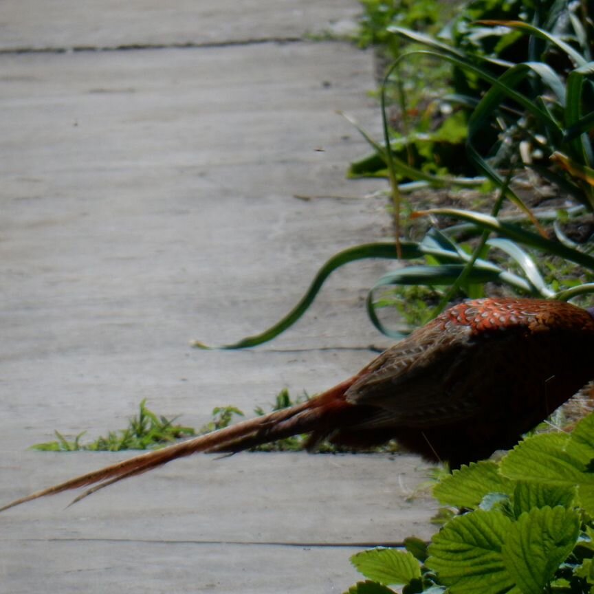 Ловушка для птиц