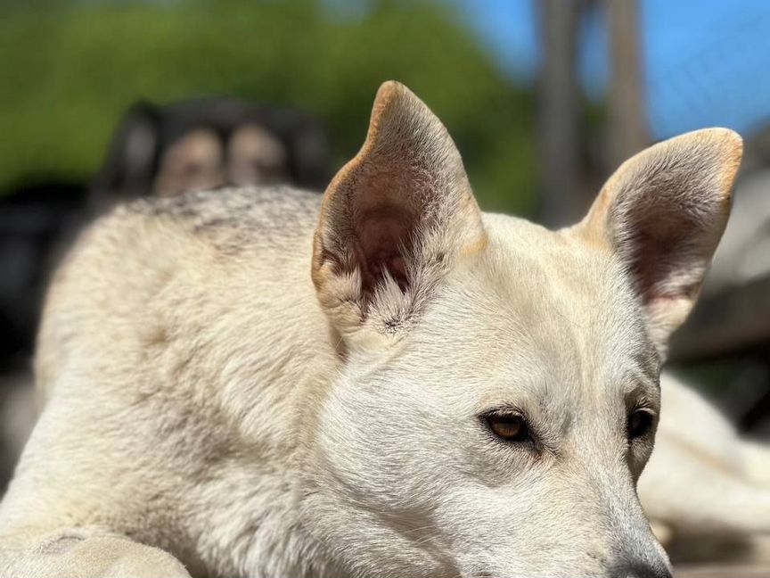 Собака в добрые руки отдам бесплатно девочка