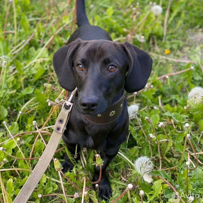 Метис двух такс