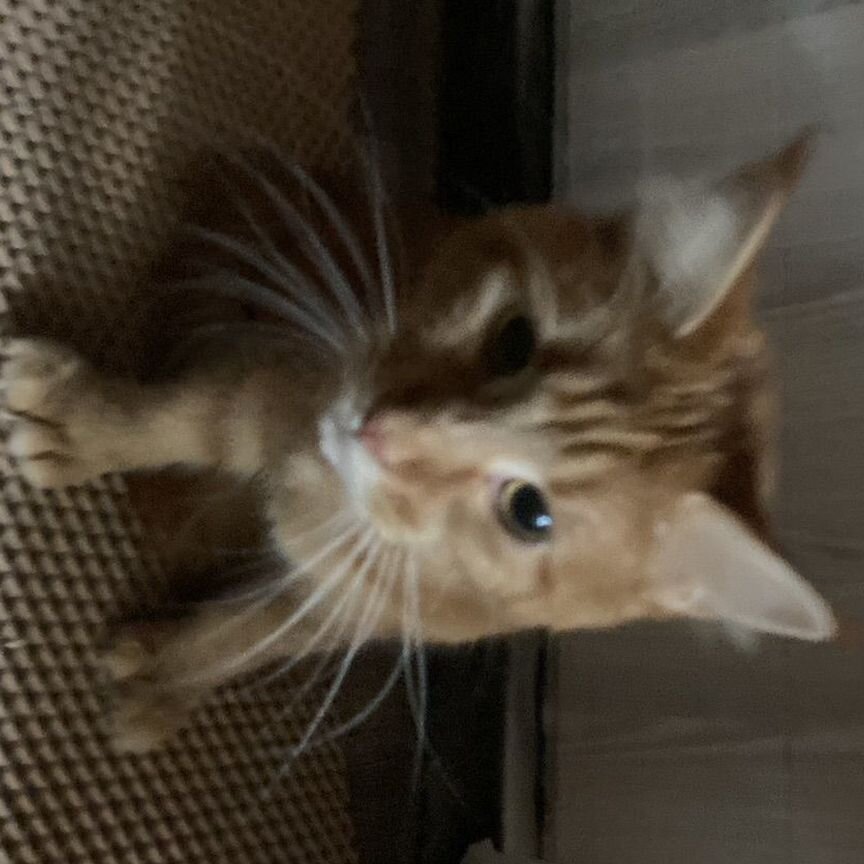 Мейн-кун котёнок