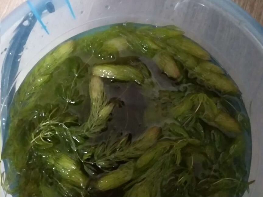 Аквариумные растения, Роголистник