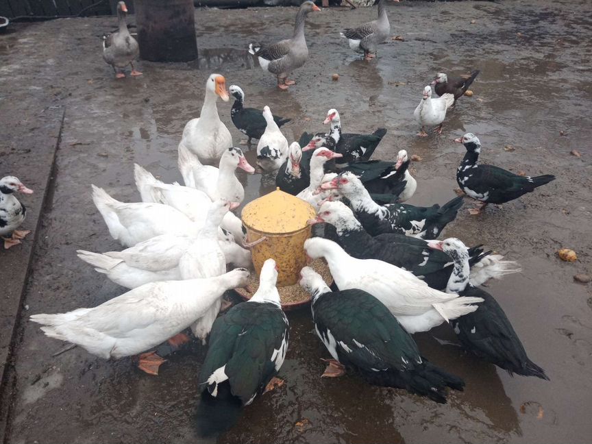 Индоутки (мускусные утки)