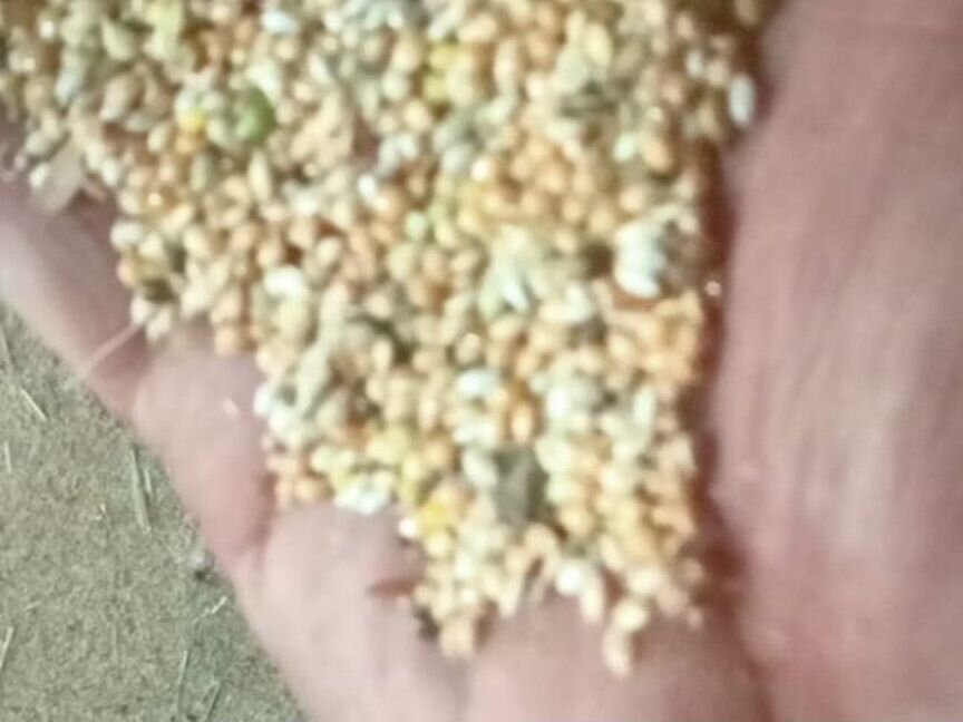 Просо кремовое