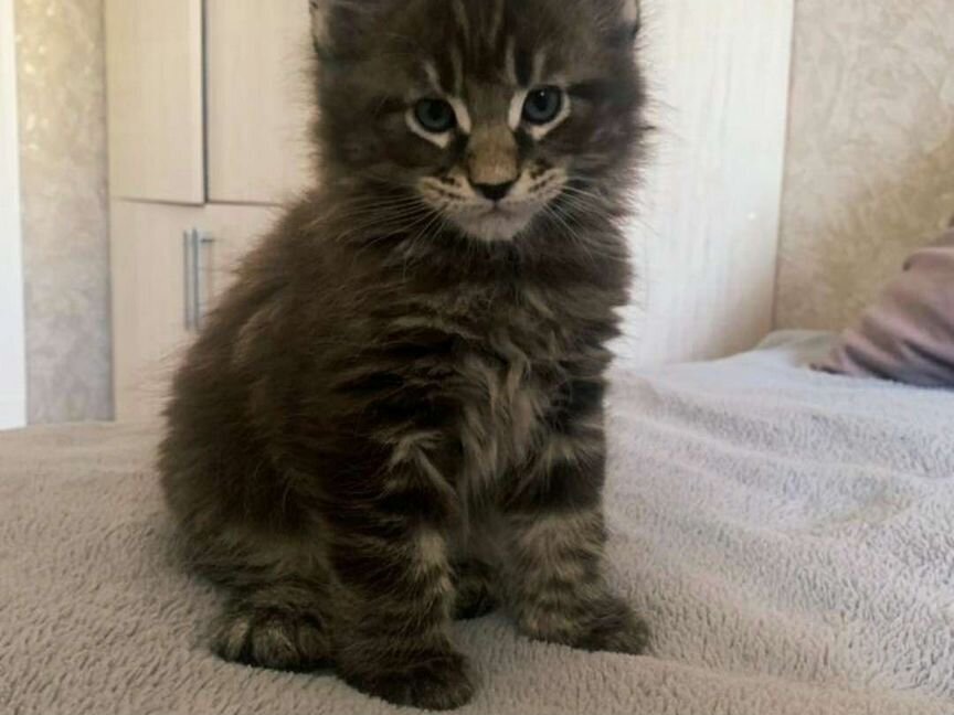 Большие рысята парни и девчата разных окрасов