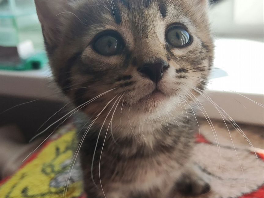 Котик в добрые руки