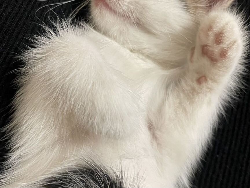 Малыши ищут новых хозяев