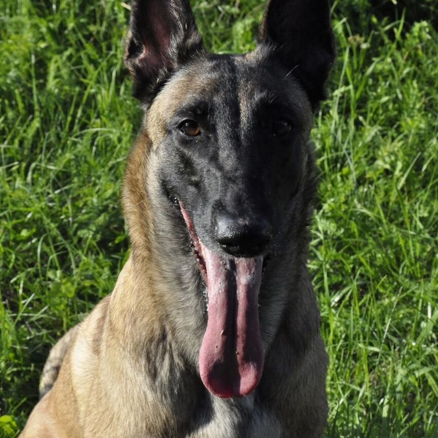 Бельгийская овчарка малинуа