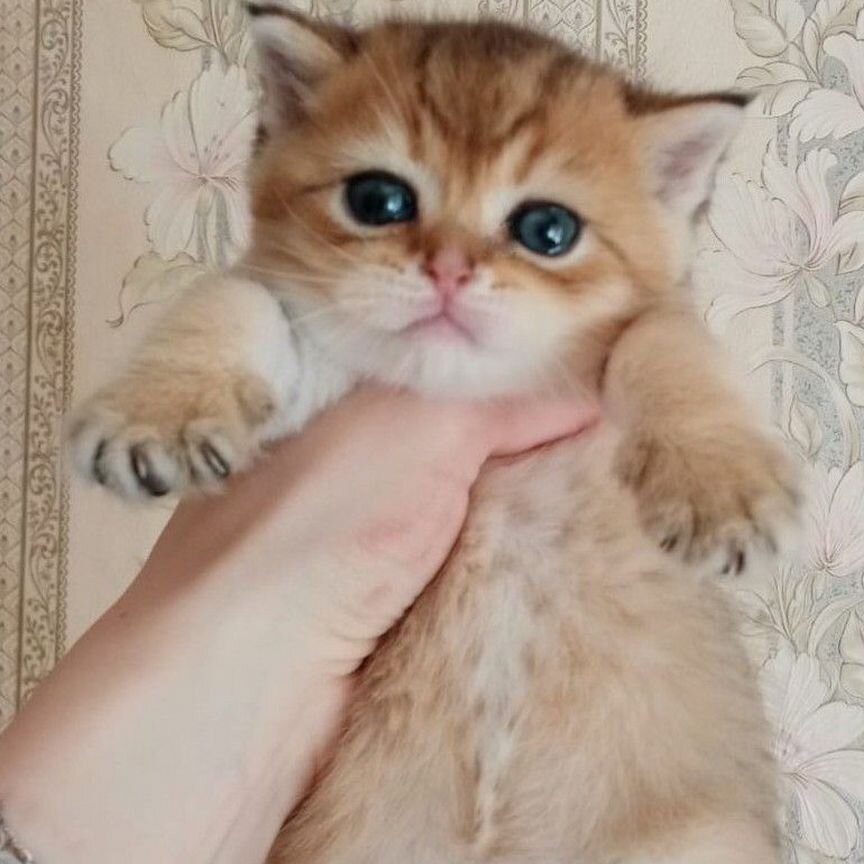 Шотландские золотые котята скоттиш страйт