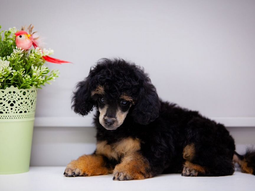 Черно подпалый пудель