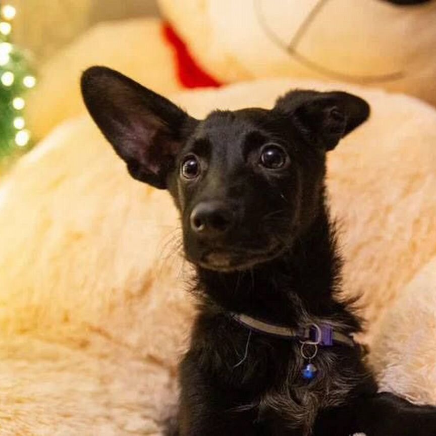 Щенок в добрые руки мальчик