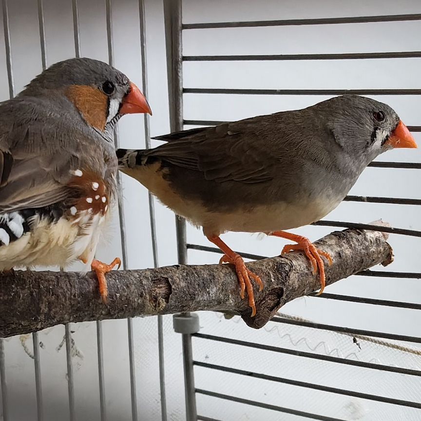 Зебровые амадины