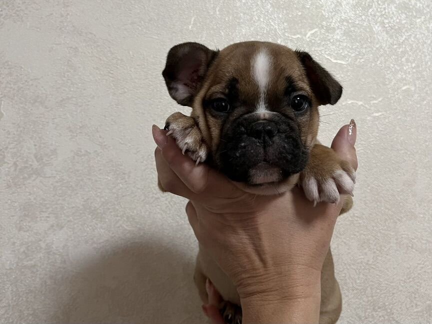 Французский бульдог