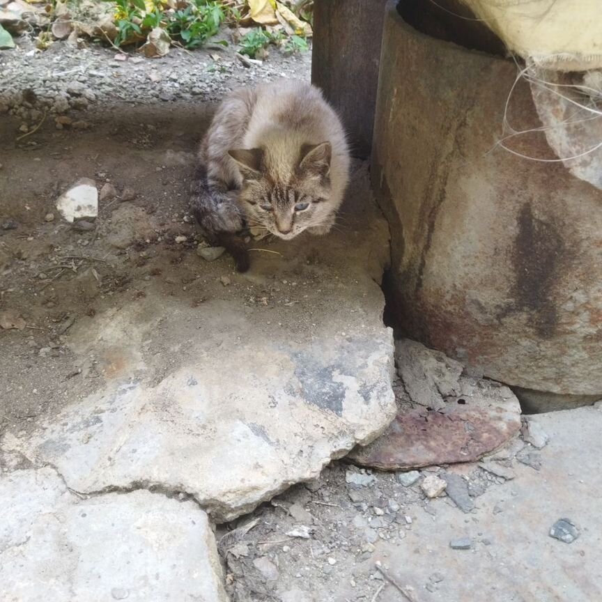 Котёнок, кошка, нужна помощь