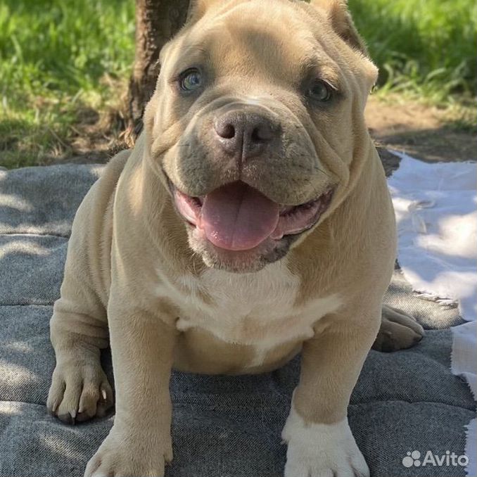 Американский булли девчонки